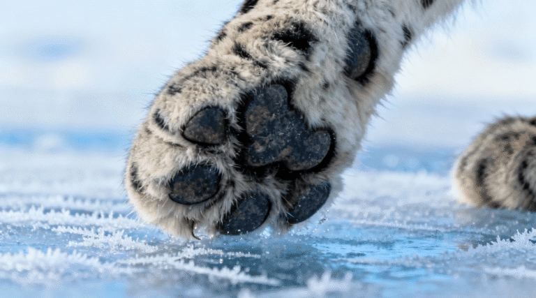 Key Traits Of Snow Leopard's Paw And Its Role In Movement?